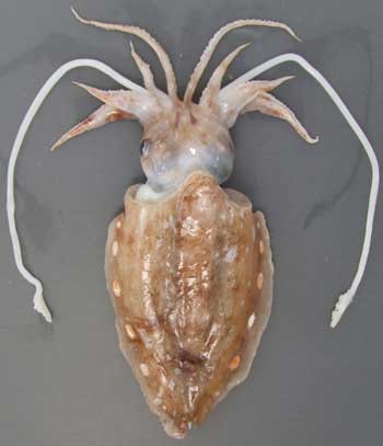 Japanese Cuttlefish/Squid Species 6: “Japanese lesser” Varieties ...