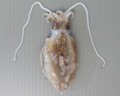 Japanese Cuttlefish/Squid Species 6: “Japanese lesser” Varieties ...