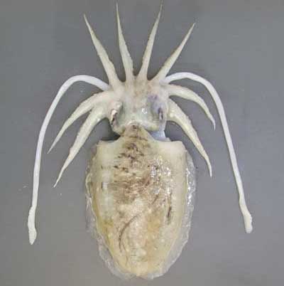 Japanese Cuttlefish/Squid Species 6: “Japanese lesser” Varieties ...