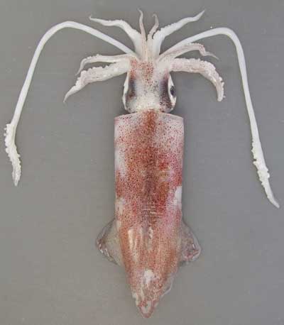 Japanese Cuttlefish/Squid Species 6: “Japanese lesser” Varieties ...