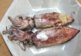 Japanese Cuttlefish/Squid Species 6: “Japanese lesser” Varieties ...