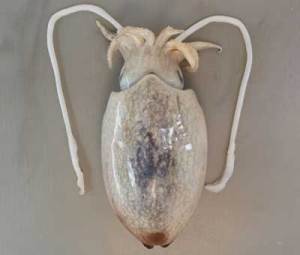 Japanese Cuttlefish/Squid Species 6: “Japanese lesser” Varieties ...