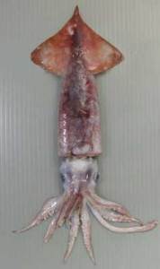 Japanese Cuttlefish/Squid Species 6: “Japanese lesser” Varieties ...