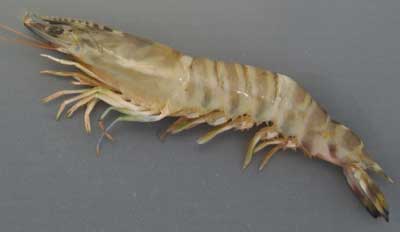 Crustacean Species 6: Kuruma Ebi/Japanese Imperial Prawn | SHIZUOKA GOURMET