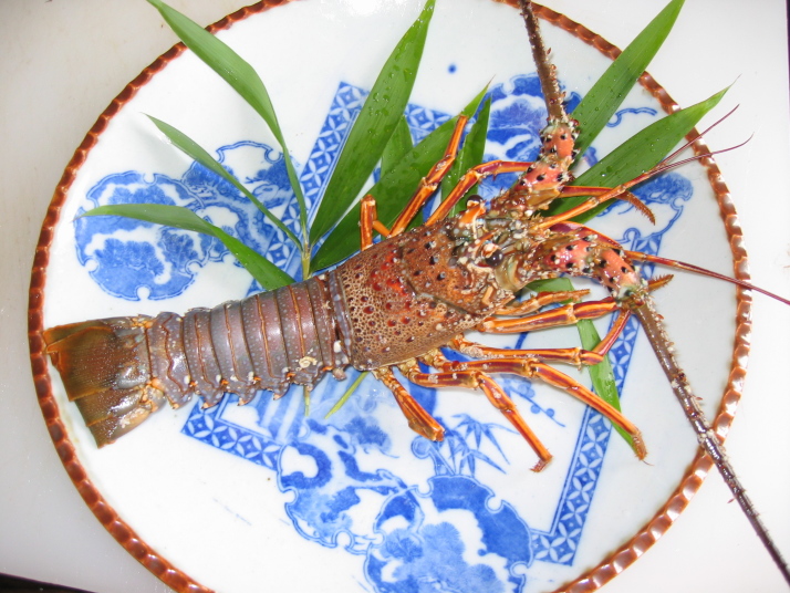 Lobster: Basic Sashimi Preparation | SHIZUOKA GOURMET