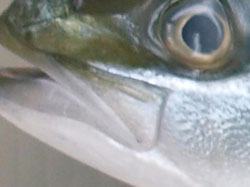 Japanese Seasonal Fish: Buri/Yellowtail | SHIZUOKA GOURMET