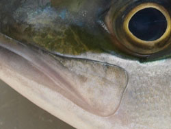 Japanese Seasonal Fish: Buri/Yellowtail | SHIZUOKA GOURMET