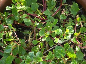 For Vegan and Vegetarians! “Forgotten” Vegetables 13: Ulluque/Ulluco ...