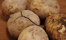 Potato Gastronomy: The Real Potato Chips! | SHIZUOKA GOURMET