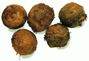 Vegetables Facts and Tips 15: Taro/Sato Imo | SHIZUOKA GOURMET