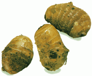 Vegetables Facts and Tips 15: Taro/Sato Imo | SHIZUOKA GOURMET