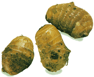 Imo: “Japanese Tubers”-The Varieties and Basic Knowledge | SHIZUOKA GOURMET