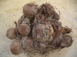 Imo: “Japanese Tubers”-The Varieties and Basic Knowledge | SHIZUOKA GOURMET