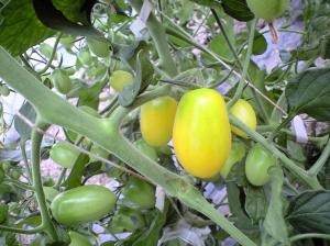 Japanese Vegetables 3: Tomatoes | SHIZUOKA GOURMET