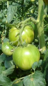 Japanese Vegetables 3: Tomatoes | SHIZUOKA GOURMET