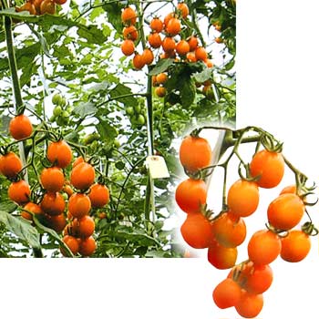 Japanese Vegetables 3: Tomatoes | SHIZUOKA GOURMET