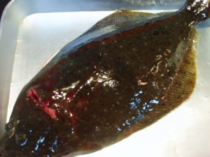 Japanese Seasonal Fish: Hirame/Olive Flounder, Bastard Halibut ...