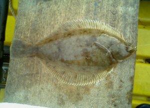 Japanese Seasonal Fish: Ishigarei/Stone Flounder | SHIZUOKA GOURMET