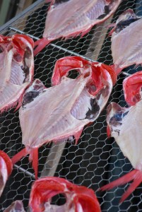 Japanese Seasonal Fish: Tai-Madai/Seabream | SHIZUOKA GOURMET