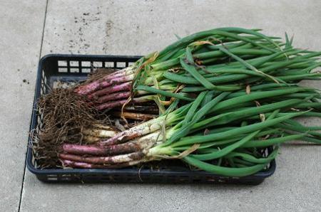 Japanese Vegetables 6: Leeks | SHIZUOKA GOURMET