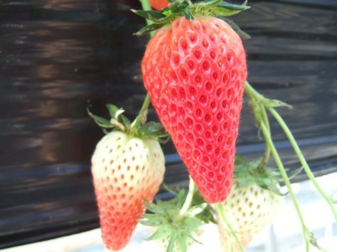 Strawberries: Facts & Tips | SHIZUOKA GOURMET
