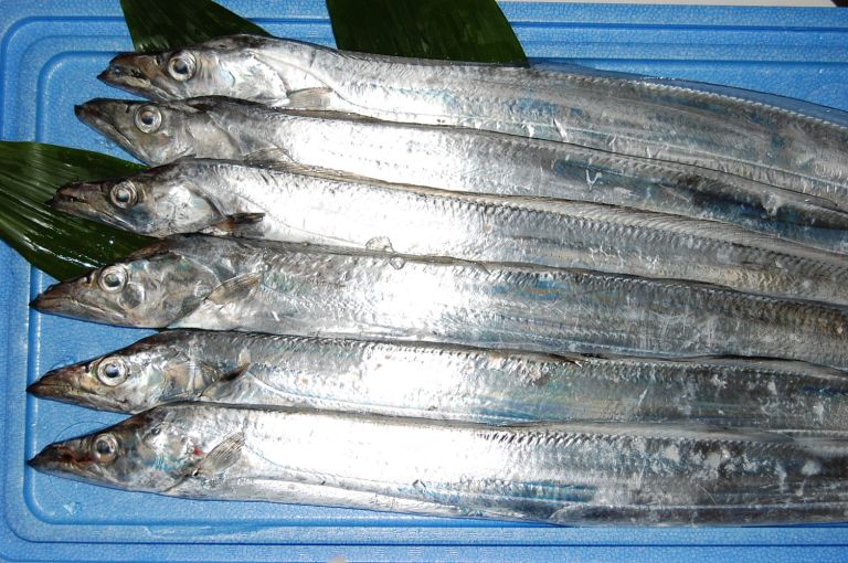 Japanese Fish Species 18: Scabbard Fish-Tachiuo-太刀魚 | SHIZUOKA GOURMET
