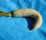 Takuan/Japanese Pickled Daikon: Basic Recipe | SHIZUOKA GOURMET