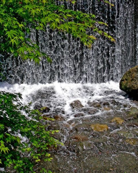 Wasabi: All you need to know! | SHIZUOKA GOURMET