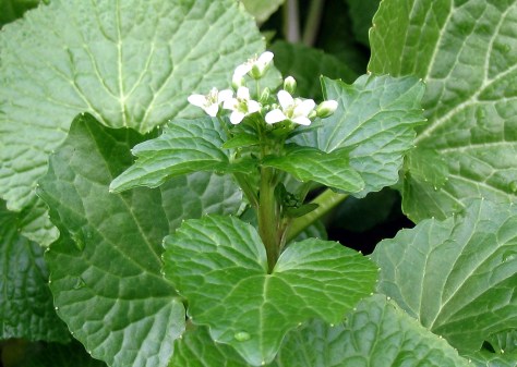 Wasabi: All you need to know! | SHIZUOKA GOURMET