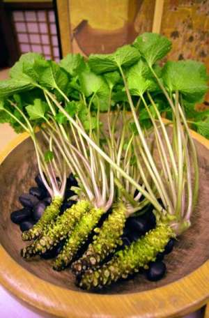Wasabi: All you need to know! | SHIZUOKA GOURMET
