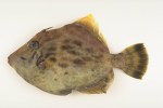 Japanese Fish Species 8: Thread-Sail Filefish-Kawahagi-カワハギ | SHIZUOKA ...