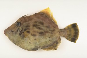 Japanese Fish Species 8: Thread-Sail Filefish-Kawahagi-カワハギ | SHIZUOKA ...
