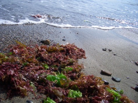 Seaweed: The Vegetable of the Oceans! | SHIZUOKA GOURMET
