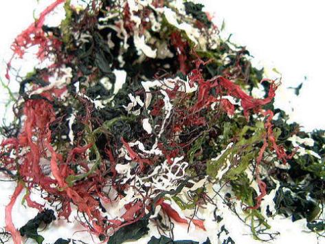 Seaweed: The Vegetable of the Oceans! | SHIZUOKA GOURMET