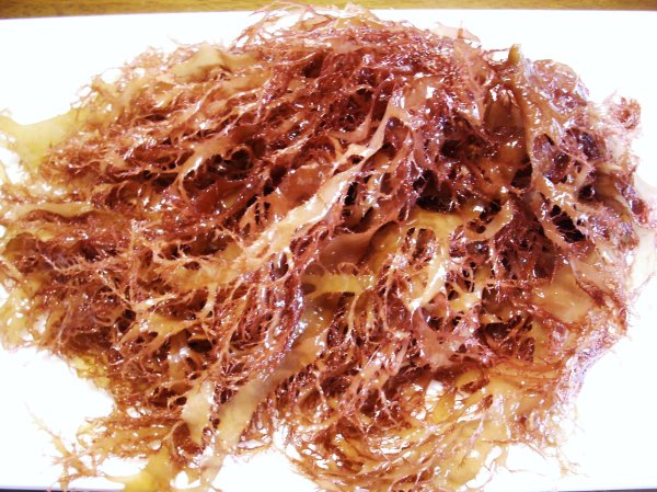 Seaweed: The Vegetable of the Oceans! | SHIZUOKA GOURMET