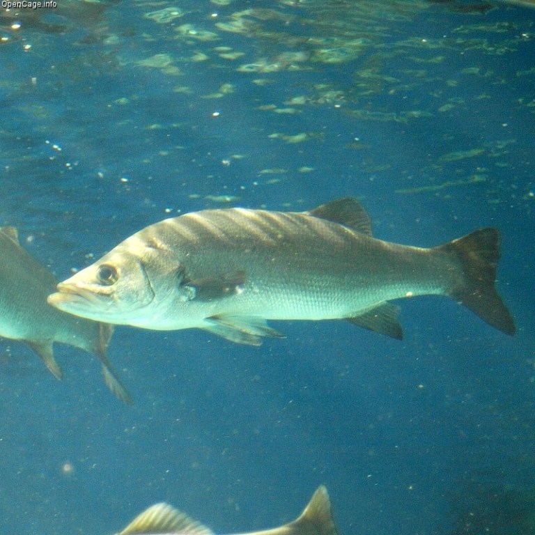 Japanese Seasonal Fish: Suzuki/Seabass | SHIZUOKA GOURMET