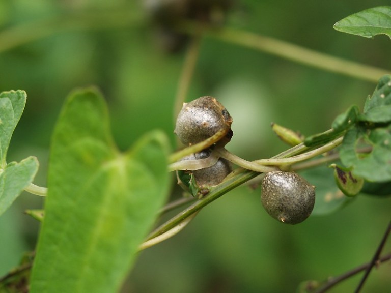 Imo: “Japanese Tubers”-The Varieties and Basic Knowledge | SHIZUOKA GOURMET