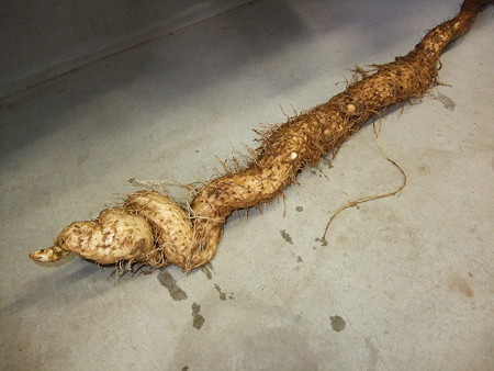 Imo: “Japanese Tubers”-The Varieties and Basic Knowledge | SHIZUOKA GOURMET