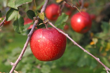 Health & Nutrition Facts in Japanese Food: 1~11 | SHIZUOKA GOURMET