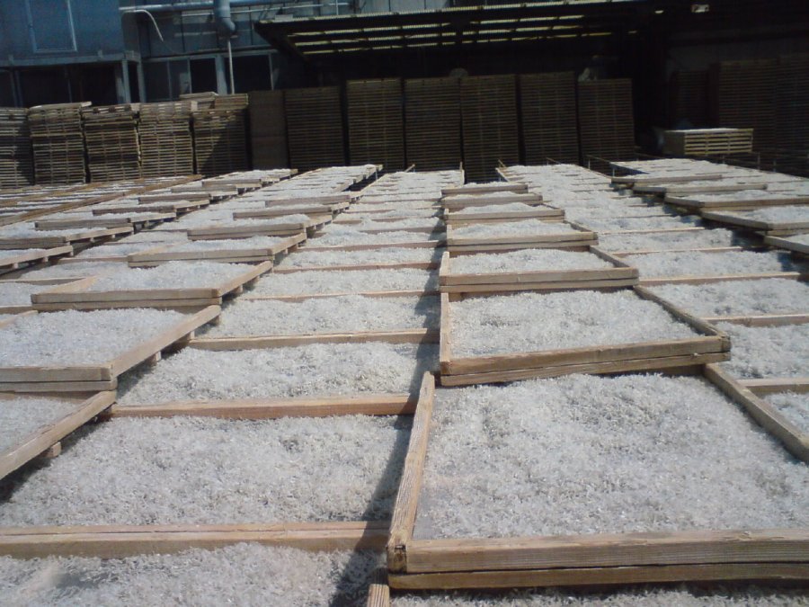 Japanese Gastronomy: Shirasu/Japanese Anchovy Whitebait | SHIZUOKA GOURMET