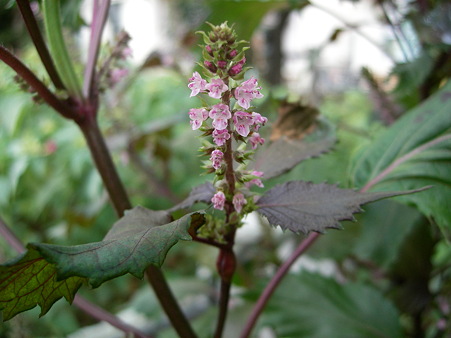 Health & Nutrition Facts in Japanese Food: 1~11 | SHIZUOKA GOURMET