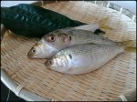 Japanese Seasonal Fish: Kohada/Gizzard Shad | SHIZUOKA GOURMET