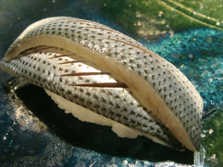 Japanese Seasonal Fish: Kohada/Gizzard Shad | SHIZUOKA GOURMET