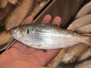 Japanese Seasonal Fish: Kohada/Gizzard Shad | SHIZUOKA GOURMET