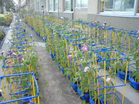 Learning Agricultural Skills From An Early Age | SHIZUOKA GOURMET