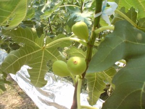 Shizuoka Agricultural Products: Mrs. Toshiko Otsuka’s Fig Orchard ...
