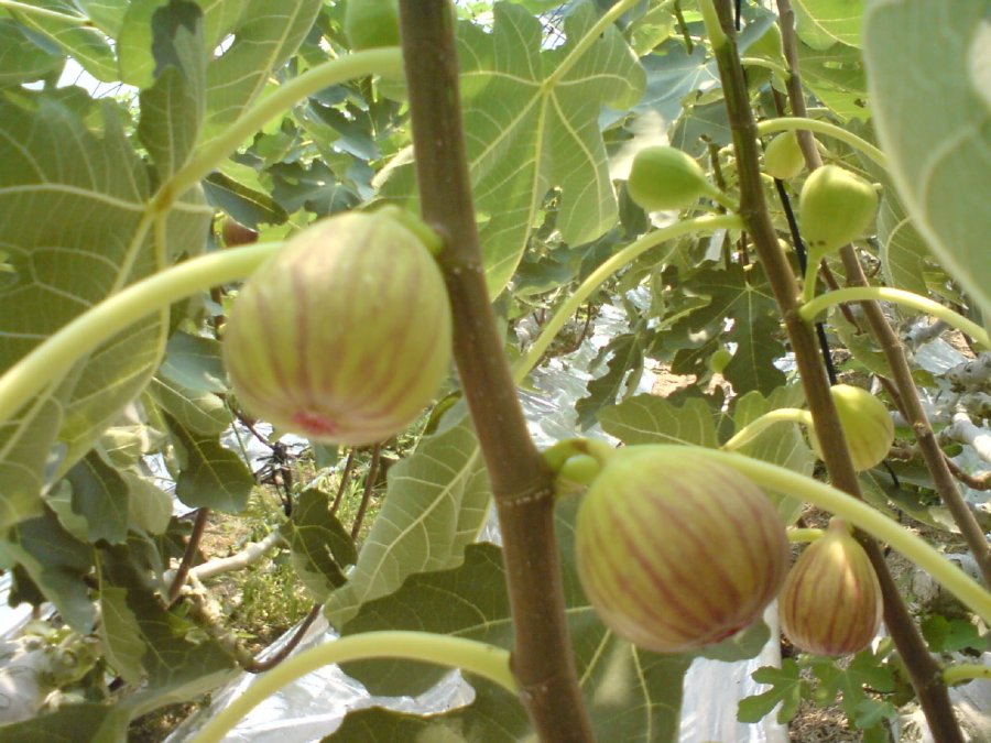 Shizuoka Agricultural Products: Mrs. Toshiko Otsuka’s Fig Orchard ...