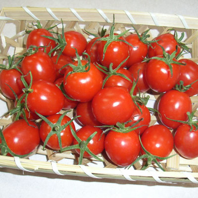 Japanese Vegetables 3: Tomatoes | SHIZUOKA GOURMET