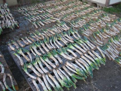 Japanese Vegetables 6: Leeks | SHIZUOKA GOURMET