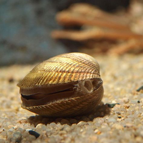 Japanese Shellfish Species 4: Heart Clam-Torigai-鳥貝 | SHIZUOKA GOURMET